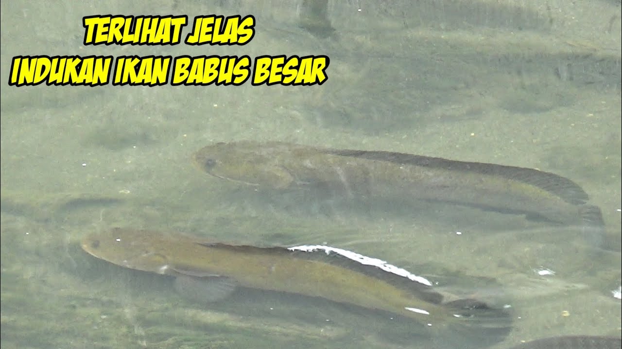 Pemandangan Langka Saat Mancing Ikan Gabus Di Selokan Melihat Dari ...