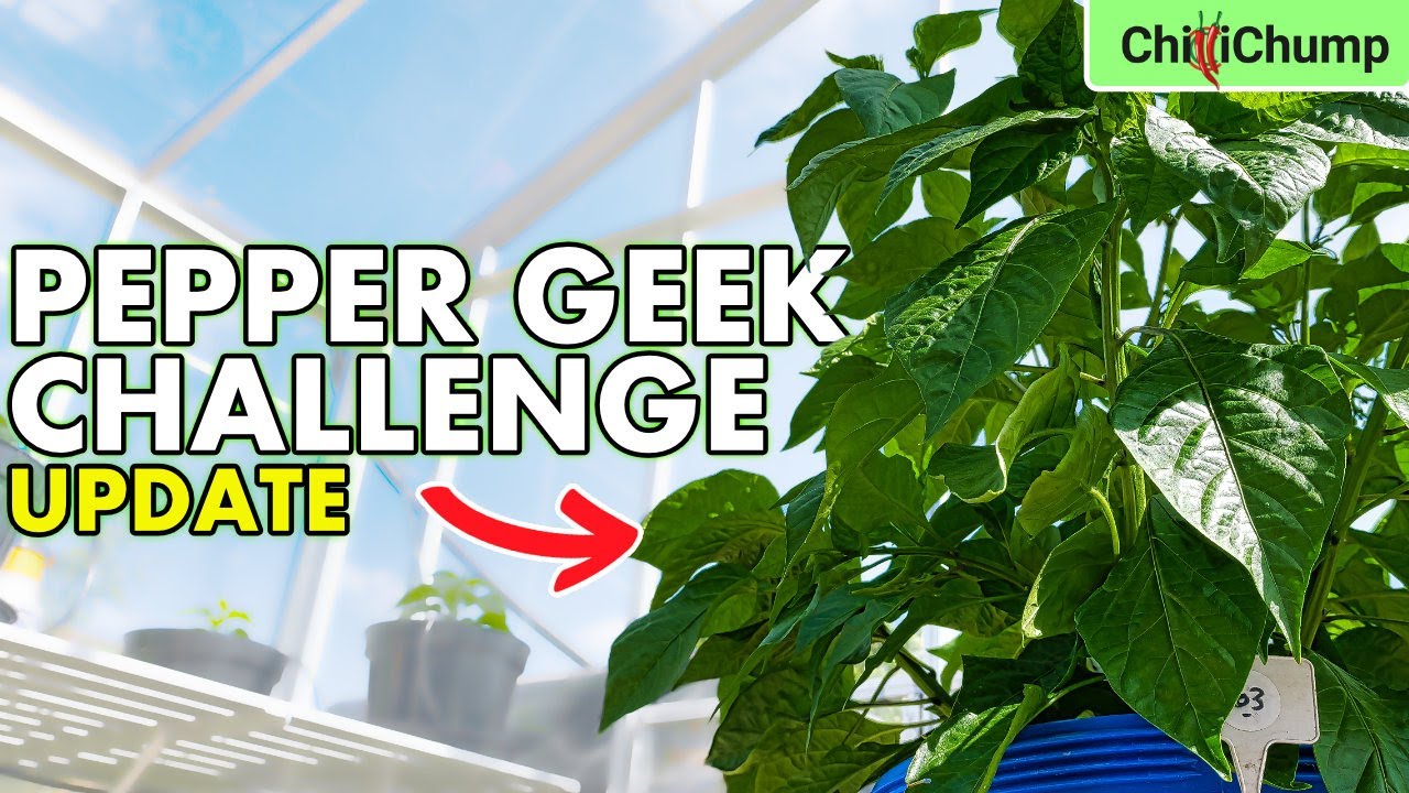 Pepper Geek Challenge: Monster Dorset Naga Update - YouTube