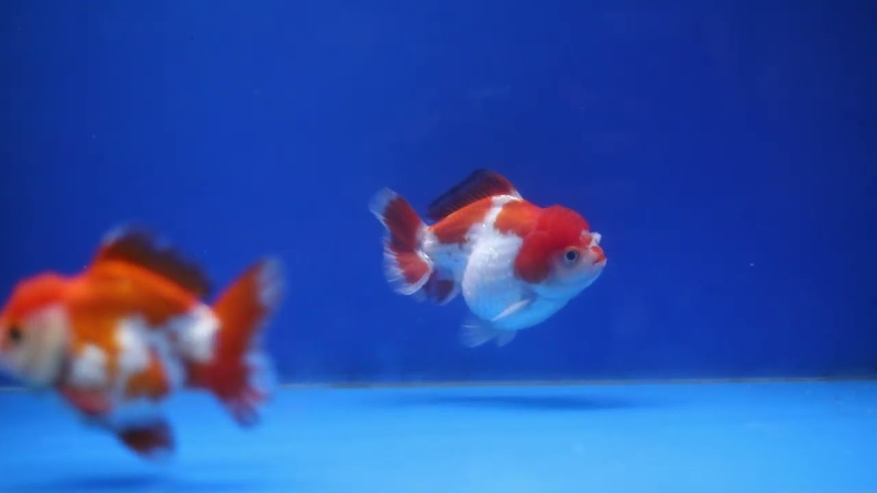 beautiful high quality oranda goldfish at inquiry on 7506530149 this no ...