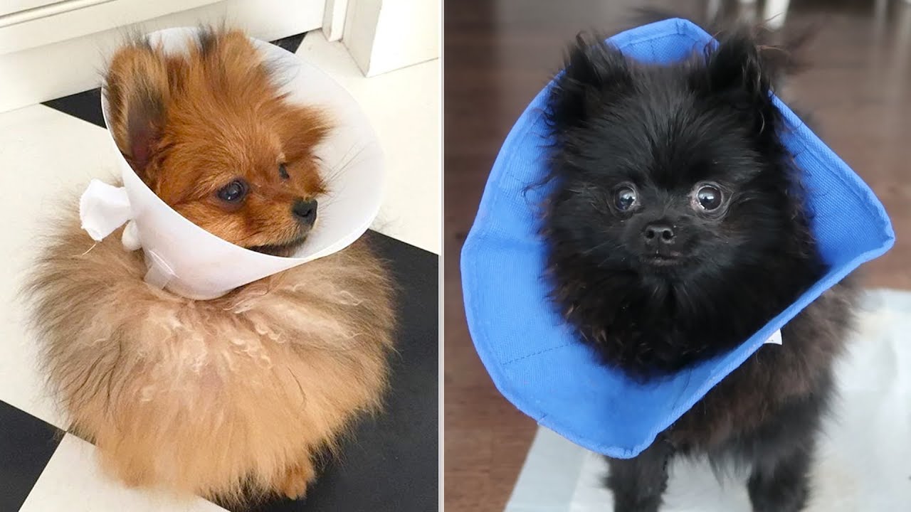 GETTING MY PUPPY SPAYED TREACLE GETS SPAYED POMERANIAN SPAYING AND getting-my-puppy-spayed-treacle-gets-spayed-pomeranian-spaying-and
