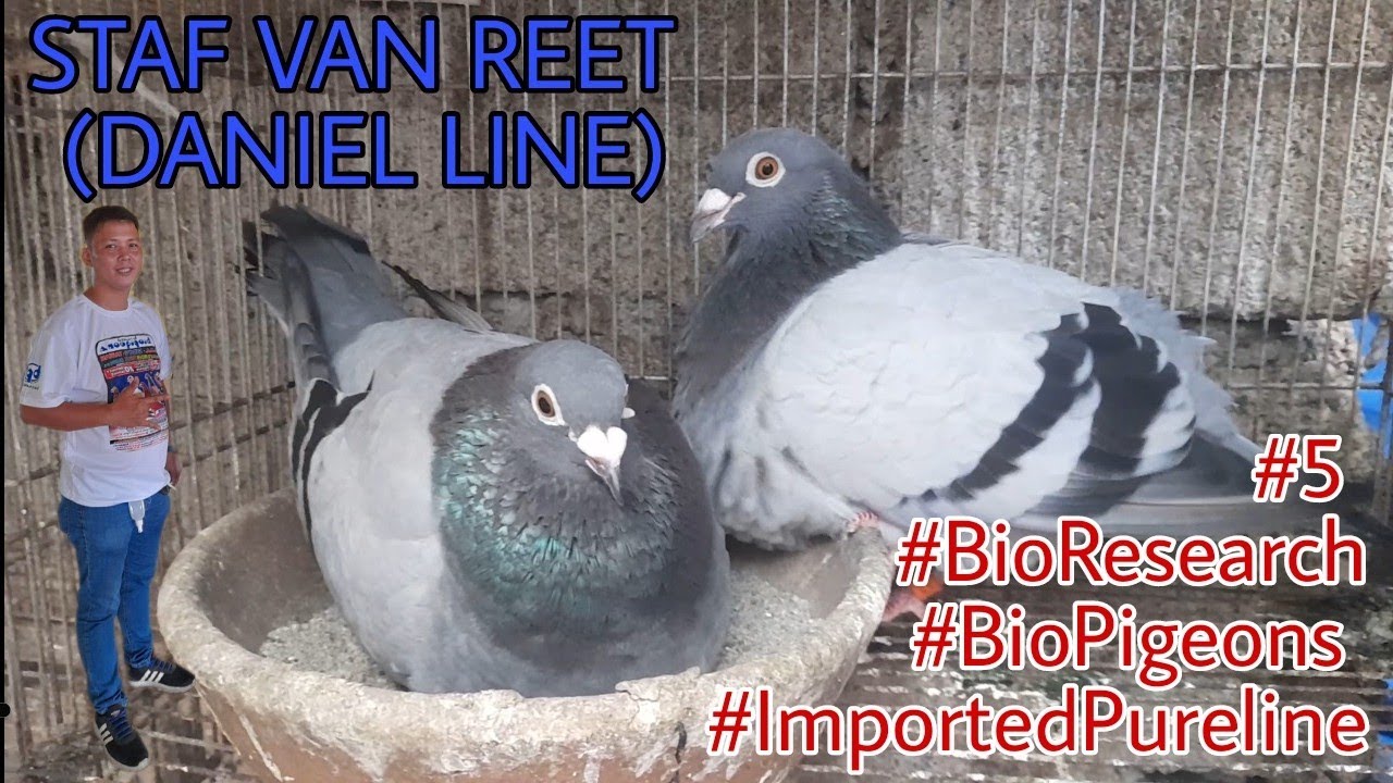 STAF VAN REET (DANIEL LINE) #5 #BioResearch#BioPigeons # ...