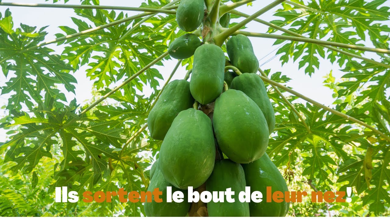 [Comment nos papayers ont grandit au bout de 5 mois de plantation ...