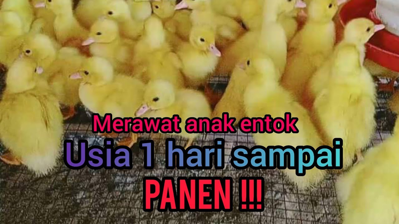 Merawat anak entok usia 1 hari sampai 3 bulan. ini penjelasan Nya ...