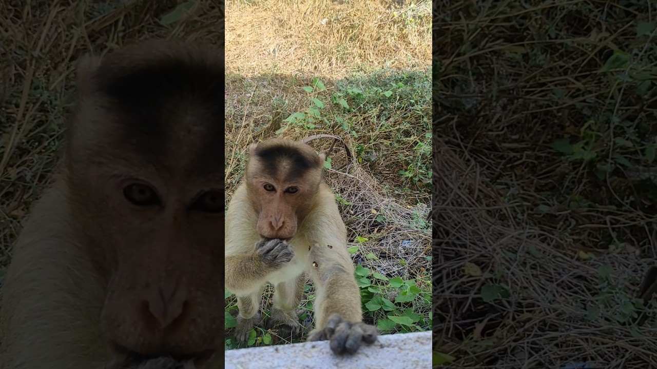 Monkey Leader - YouTube