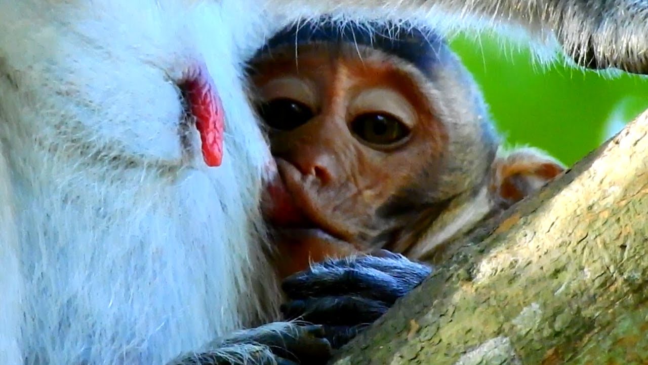 My Time.. Jazzy Monkey Squeeze Bitin-g Milk So Hard Even Jane Monkey ...