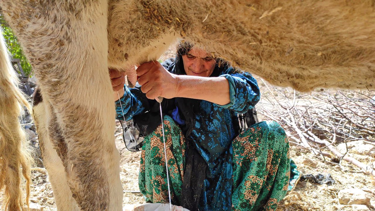 IRAN Village Cooking: Make fresh Milk Rice with Cow's milk by nomadic ...