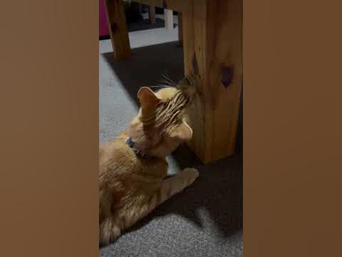 Simba loves his catnip ball #catnip #catslife #orangecat #catnipball - YouTube