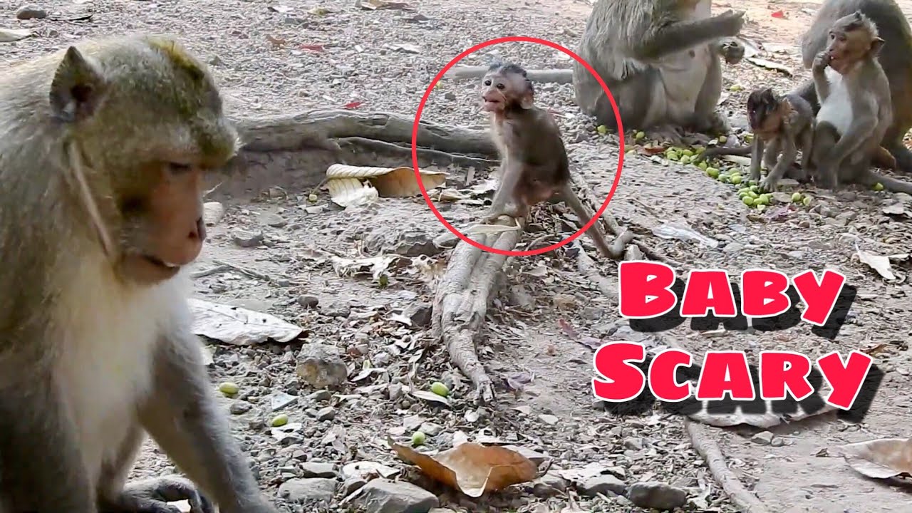 MILLION PITY BABY MONKEY MAI WAS SLAPPING BY KING MARCUS - YouTube
