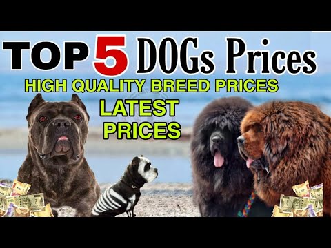TOP 5 DOGS PRICES | HIGH QUALITY BREEDS PRICES | Taju Logics - YouTube