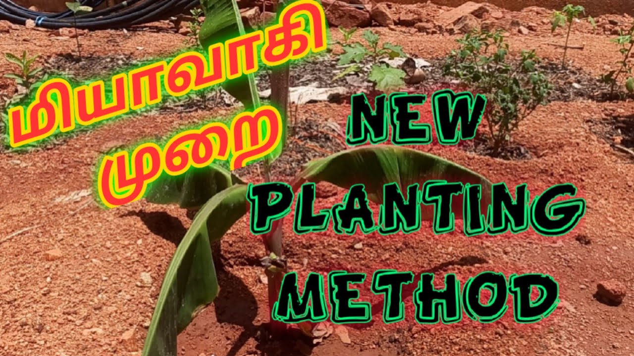 Miyawaki Plantation Method | New Method | Panther vlog - YouTube