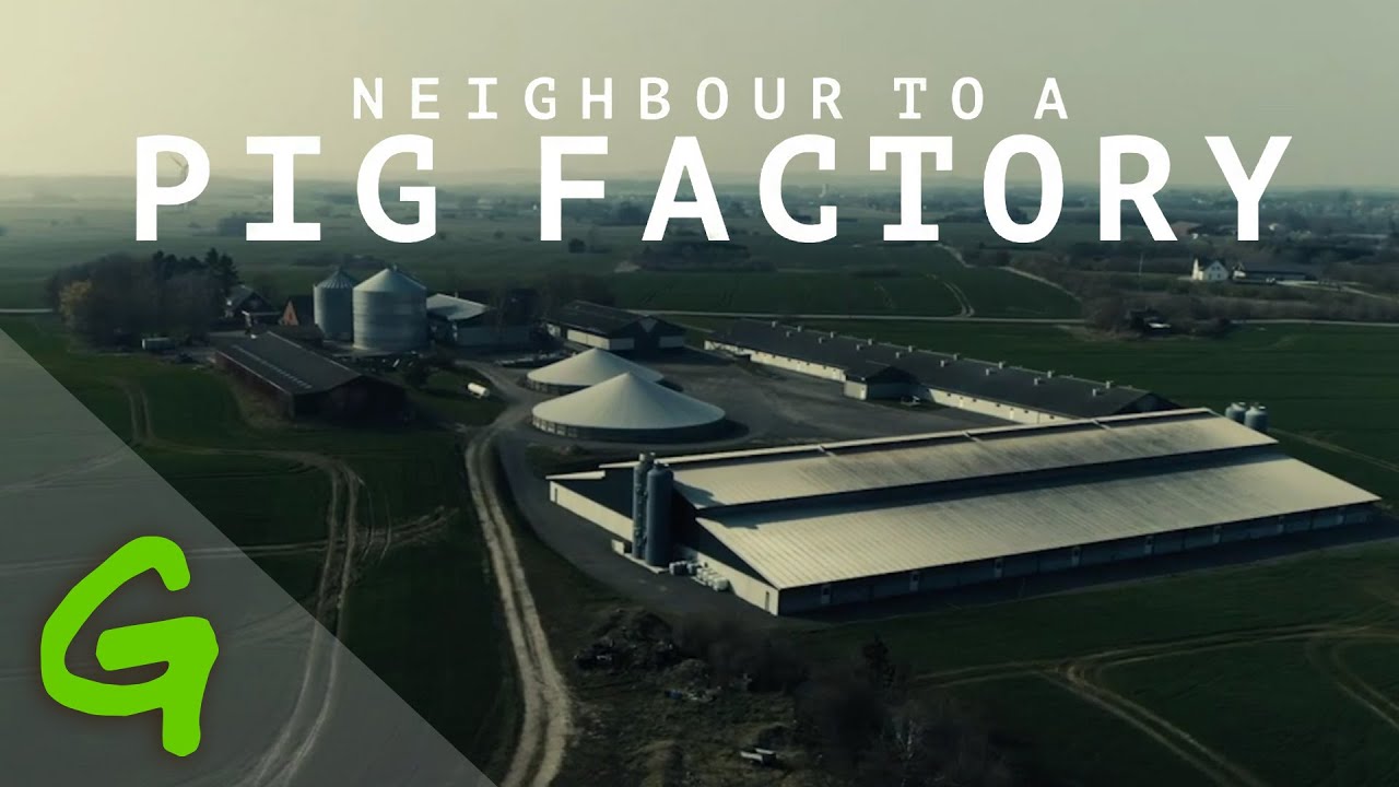 Neighbour to a Pig Factory - YouTube