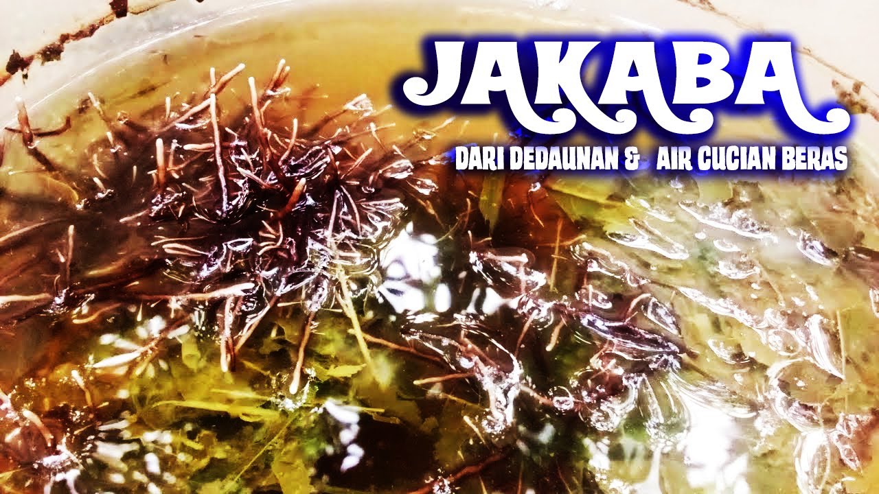 Jakaba dari air cucian beras dan dedaunan - YouTube