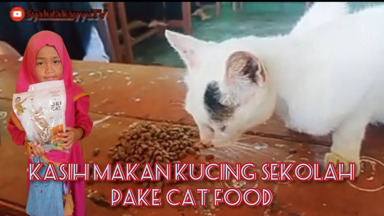 VIRAL ‼️KASIH MAKAN KUCING SEKOLAH PAKE CAT FOOD‼️MAKANNYA LAHAP BANGET ...