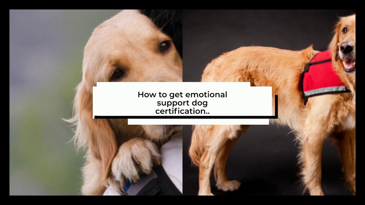 Emotional Support Dogs Registration Requirements Training Guide Emotional Support Dogs Registration Requirements Training Guide