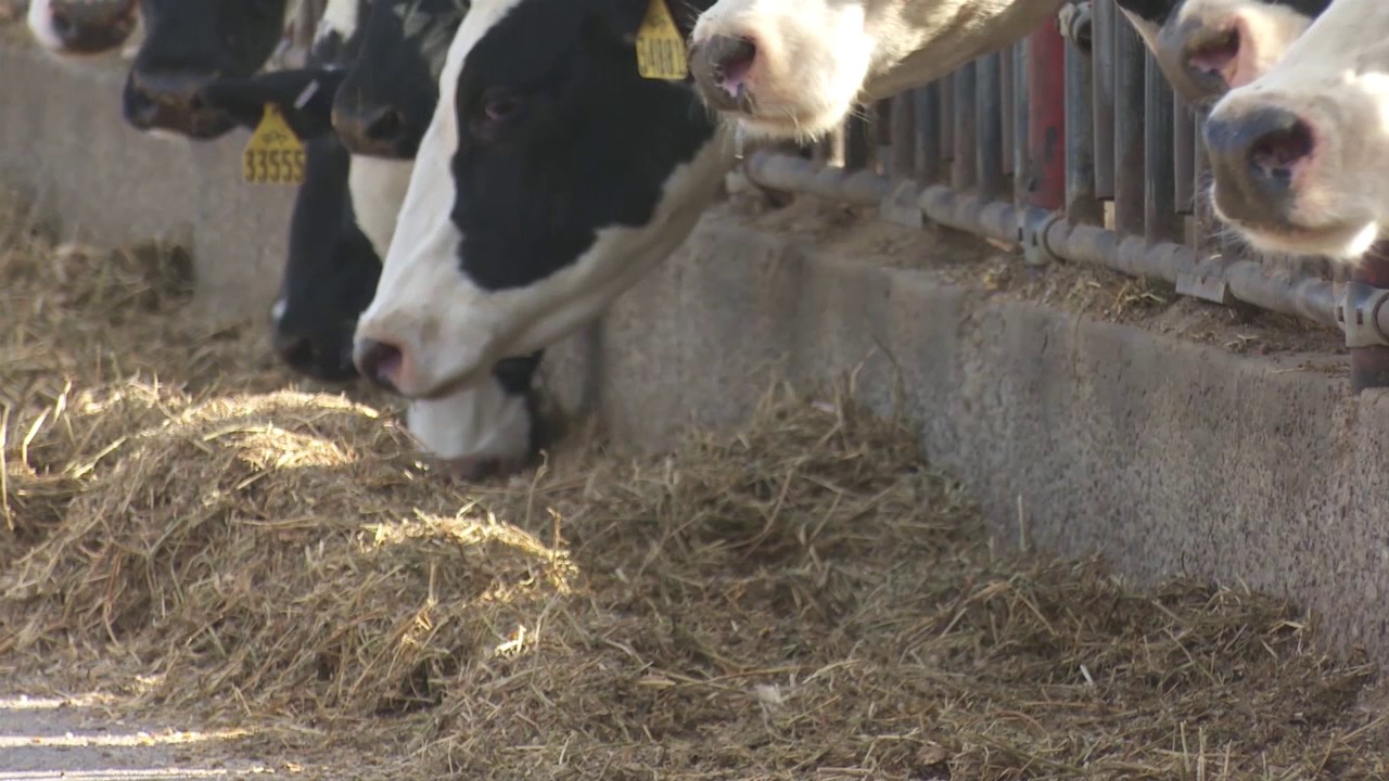 AgDay-September Cow Culling Up-10/25/16 - YouTube