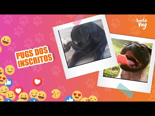 Amigo Pug 6 Melhores Gifs De Pugs No Natal Tudo Sobre A Raa Pug