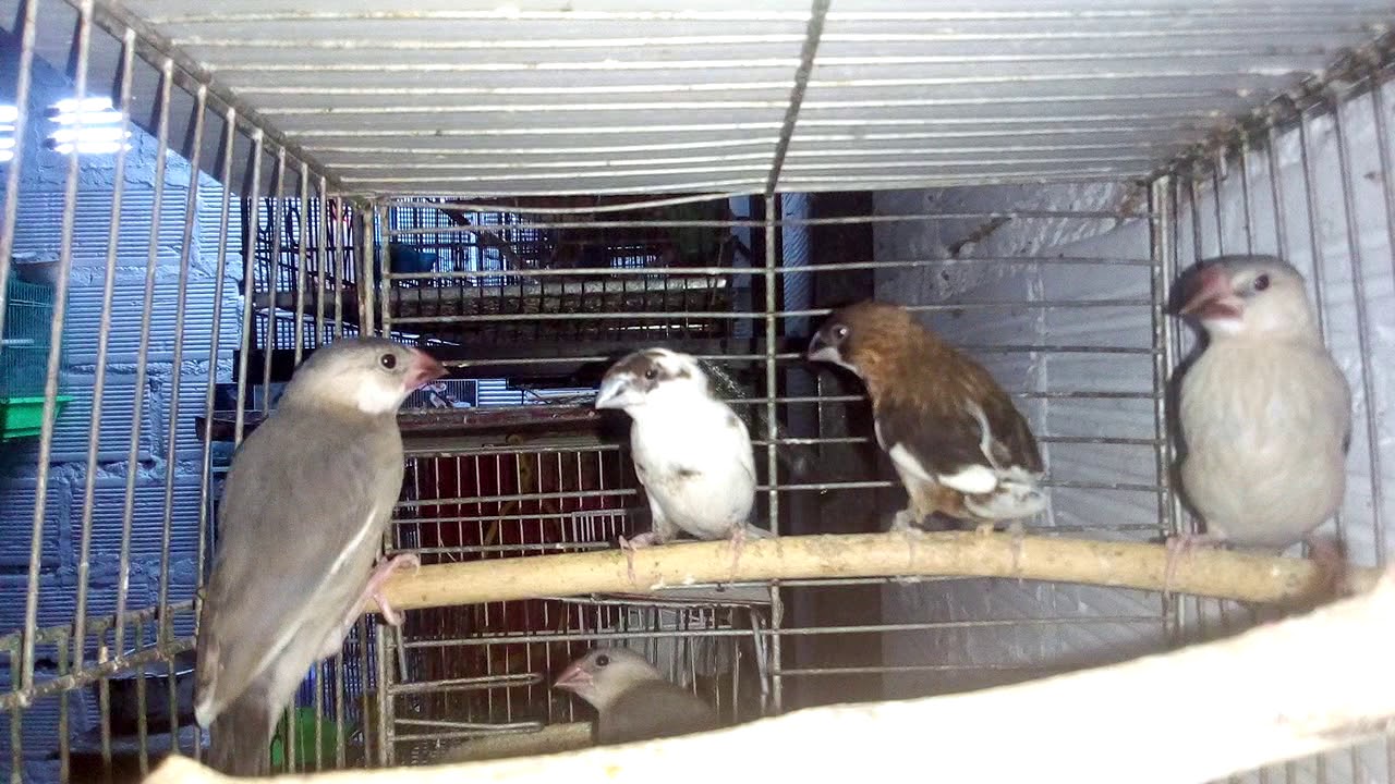 Isabelitas de Japón criando gorriones de Java grises. - YouTube