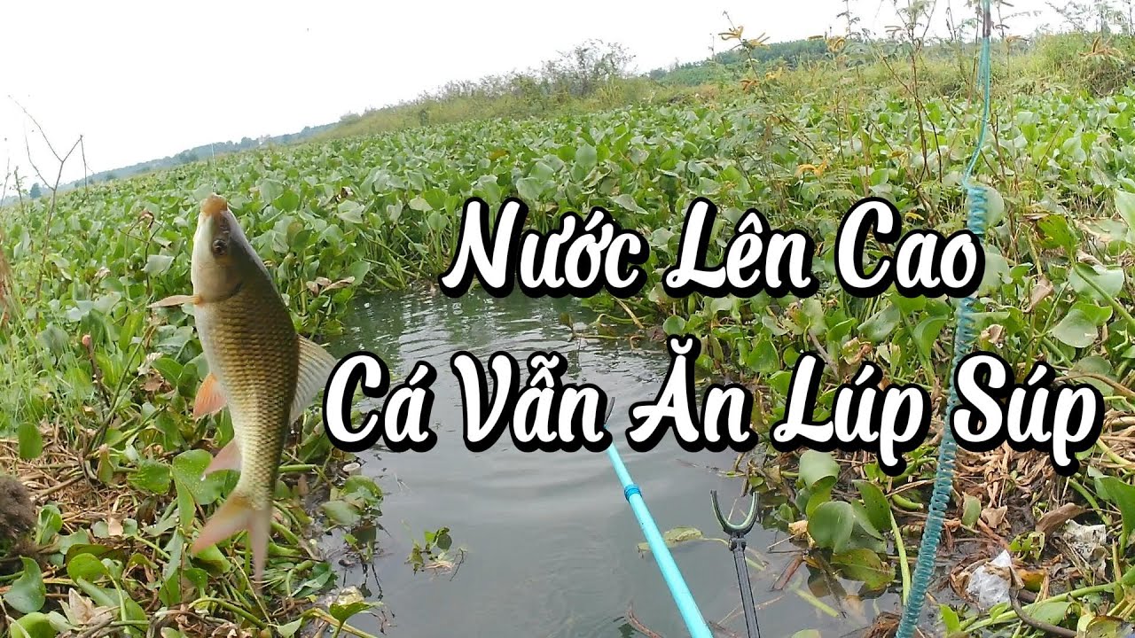 Câu Cá Tự Nhiên Nước Lên Cao Cá Vẫn Ăn Lúp Súp Cá Trôi Rô Phi | Câu đài ...