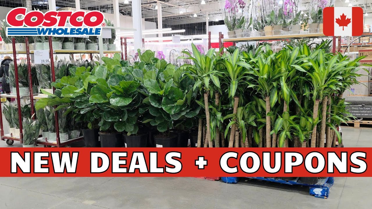 Must-Buy Products at Costco | COSTCO CANADA Shopping - YouTube