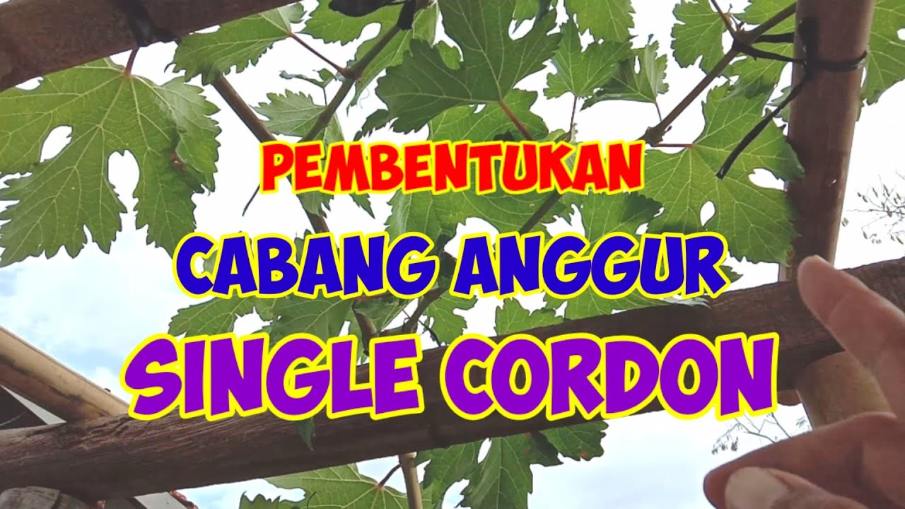 Pembentukan Cabang Anggur Sistem Single Cordon ll Review Anggur Ninel ...