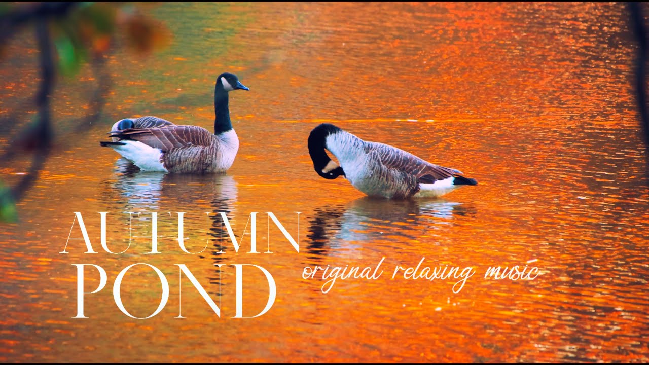 Autumn Pond Relaxing Music with Waterfront Scenery, Sleep & Meditation ...
