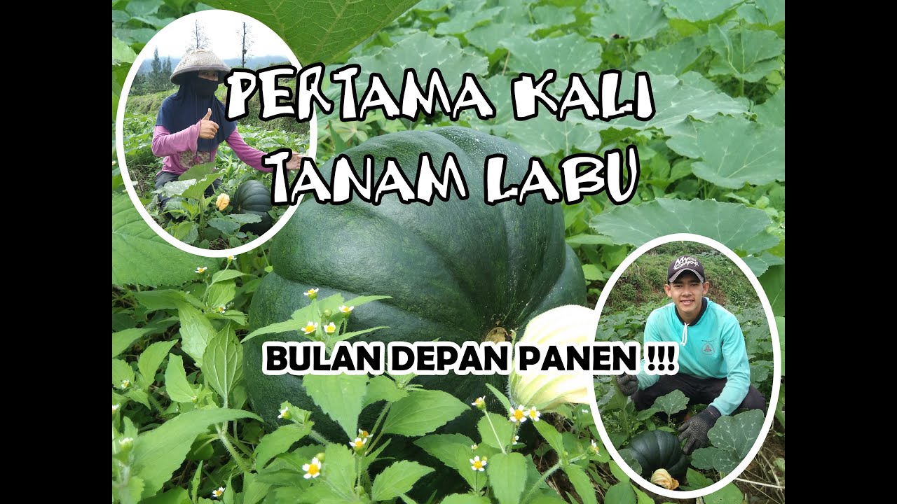 Main ke Ladang Labu... Bulan Depannya lagi Panen!! - YouTube