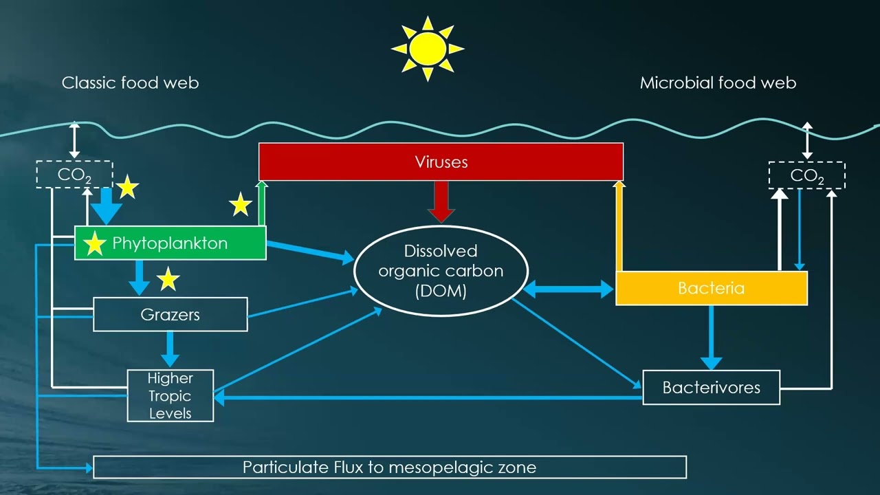 Mesopelagic Zone Food Web