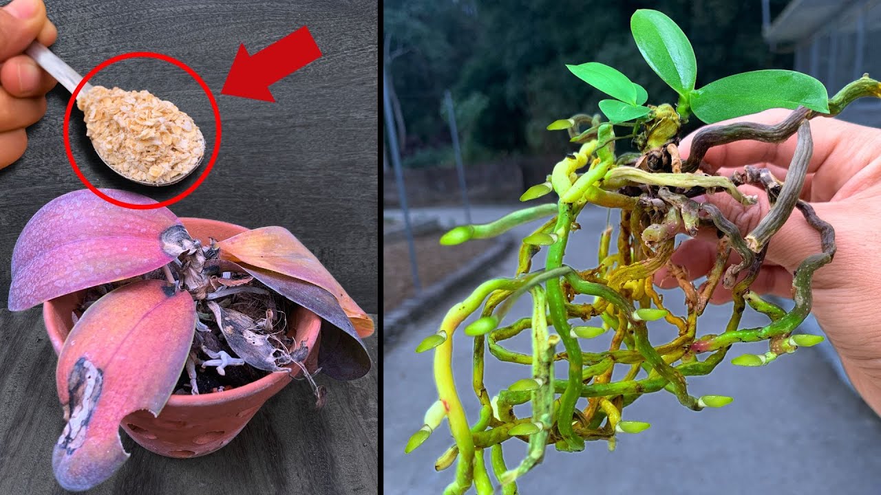 Spread this powder on the roots! The orchid immediately revived easily ...