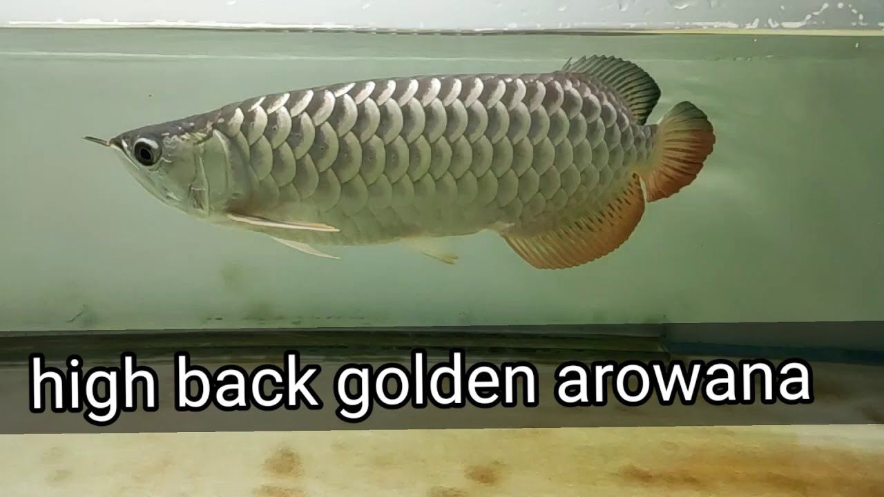 High back golden arowana qian hu farm। #pritamexoticpets - YouTube
