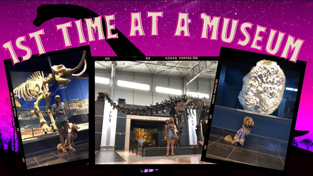 Going to a Museum with my Service Dog #Lifewithaservicedog - YouTube