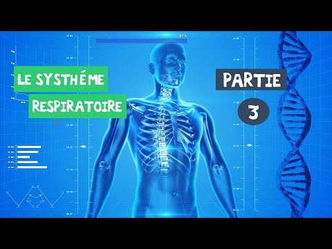le système respiratoire (partie 3) - YouTube