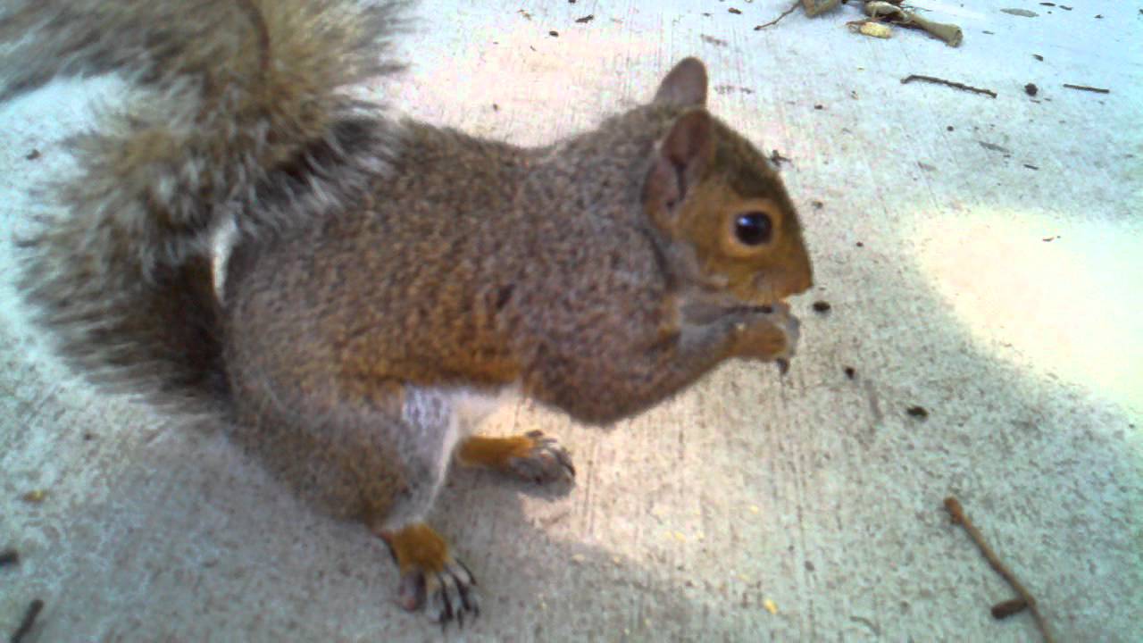 Squirrel Chilling at State College - YouTube