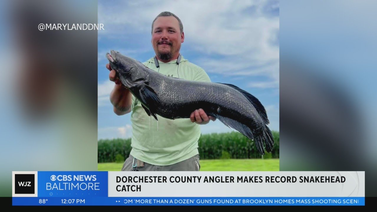 Dorchester County angler makes record Snakehead fish catch - YouTube