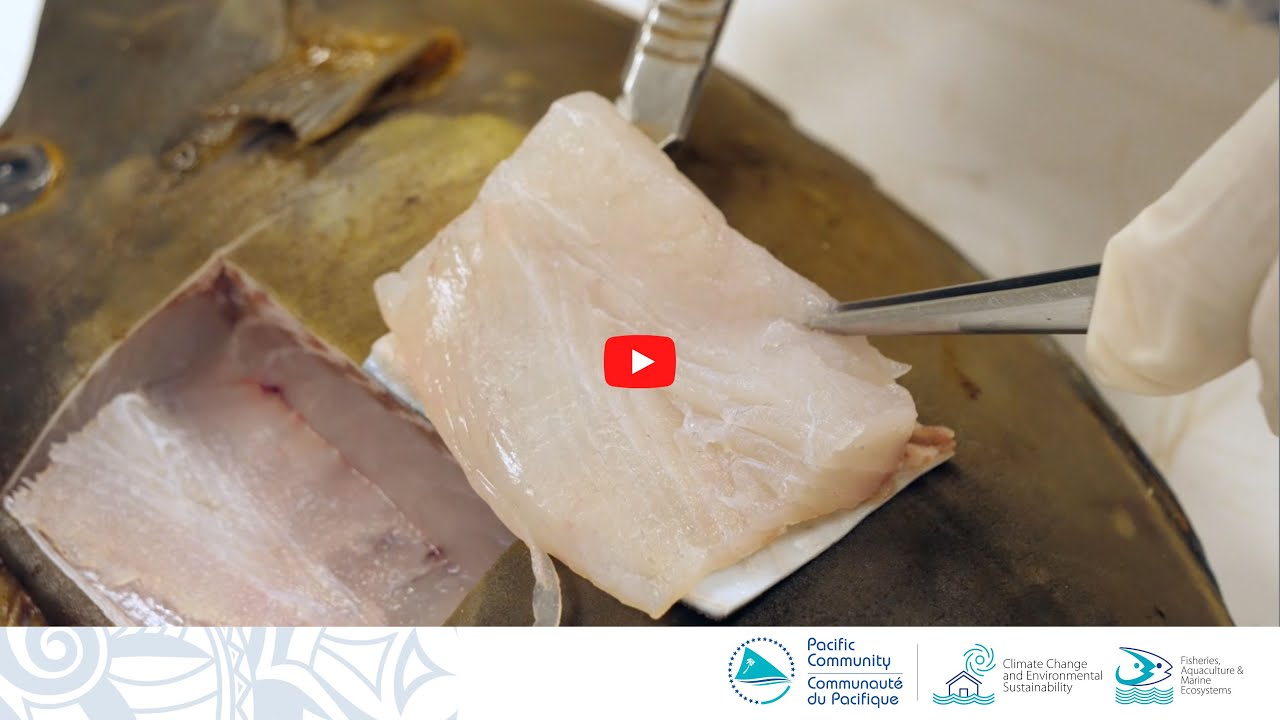Échantillonnage biologique de poissons récifaux : Prélèvement de muscle ...