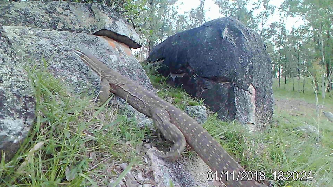 YELLOW SPOTTED MONITOR Varanus panoptes RESOLUTE NATURE REFUGE - YouTube
