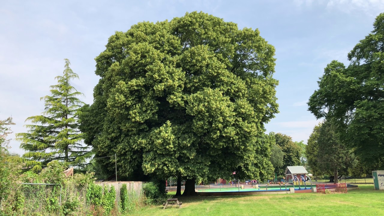 Large-leaved lime - tree - June 2020 - YouTube