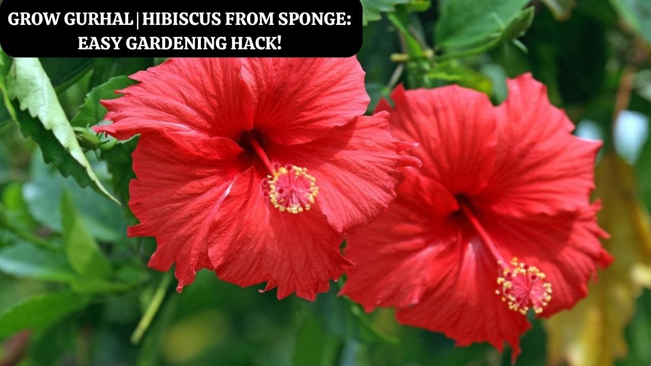 Grow Gurhal Hibiscus from Sponge Easy Gardening Hack! - YouTube