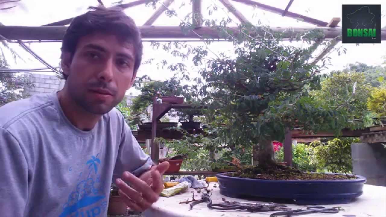 Pithecolobium Tortum - Detalhes - YouTube