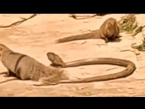 YILAN GELİNCİK KAVGASI