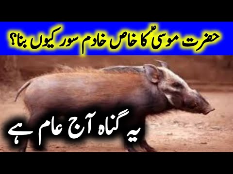 Hazrat Mosa Ka Khadim Khanzeer Kion Bana ? By || Nattowala Quotes ...