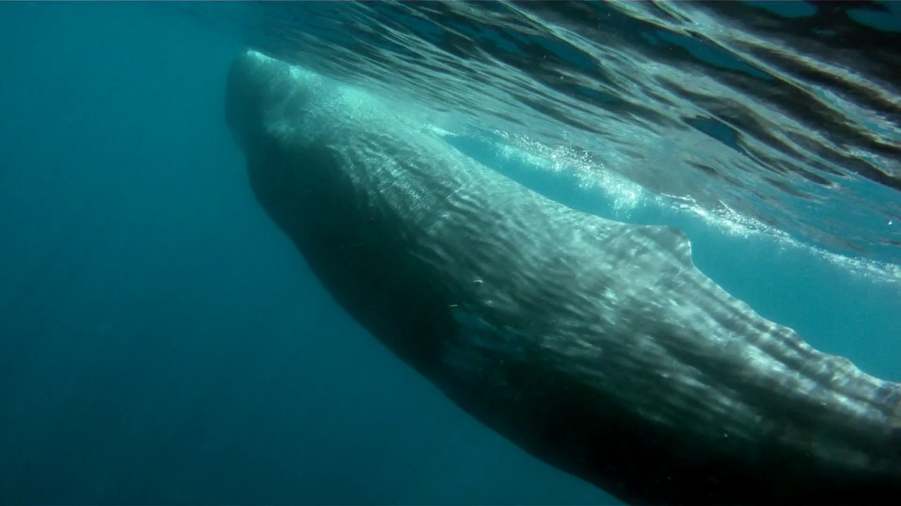 Jonian Dolphin Conservation - YouTube