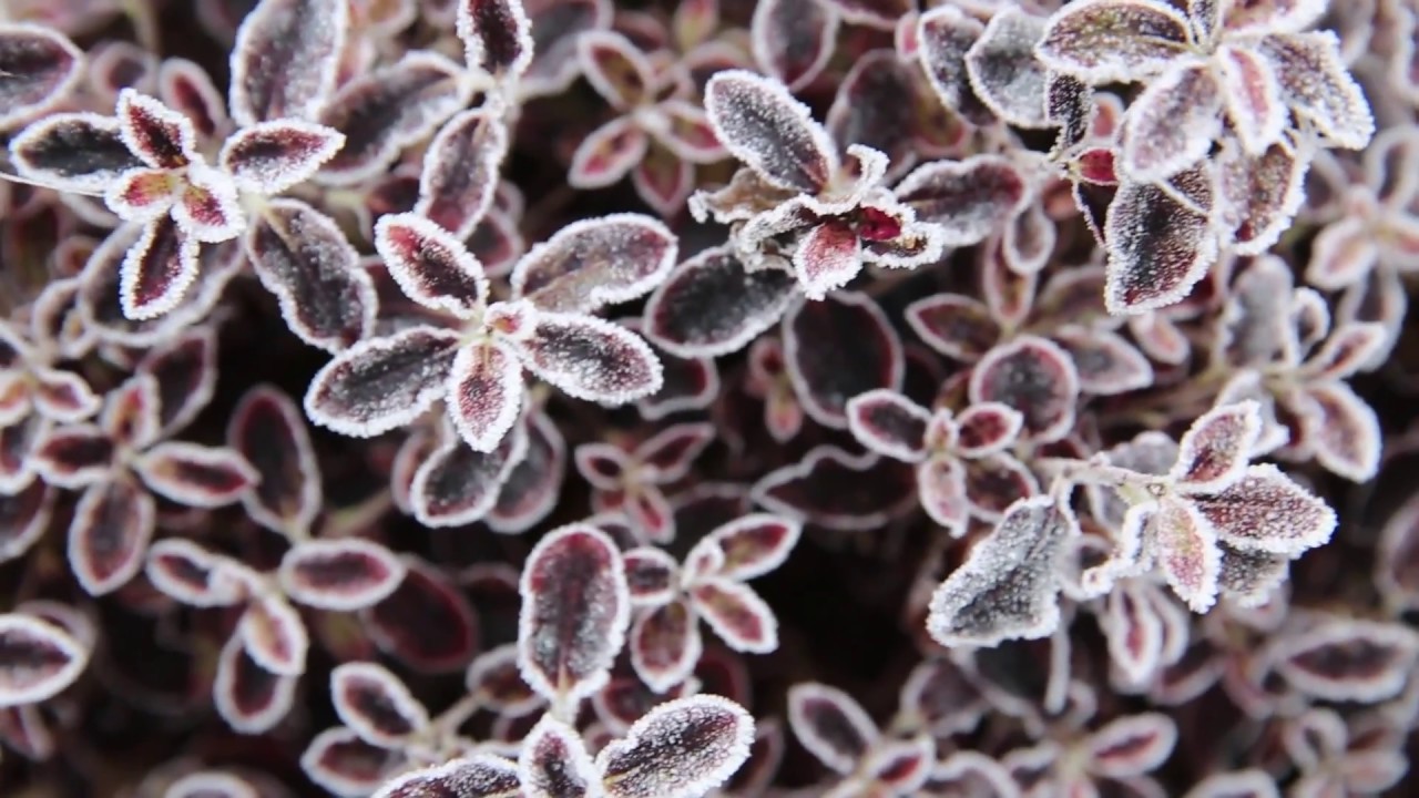 Frost by Tim James Brown - YouTube