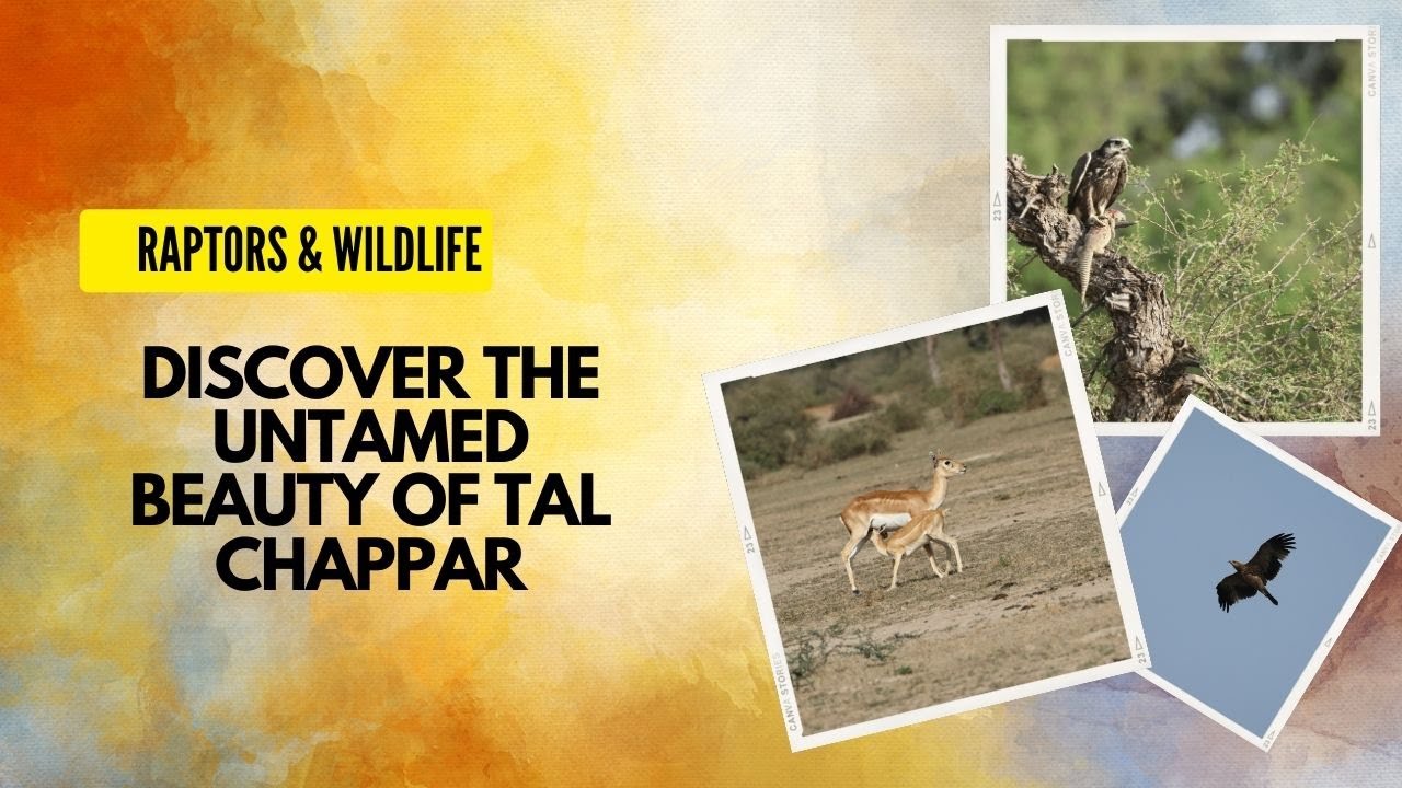 Beauty of Tal Chappar: A Mesmerizing Encounter with Raptors with kill ...