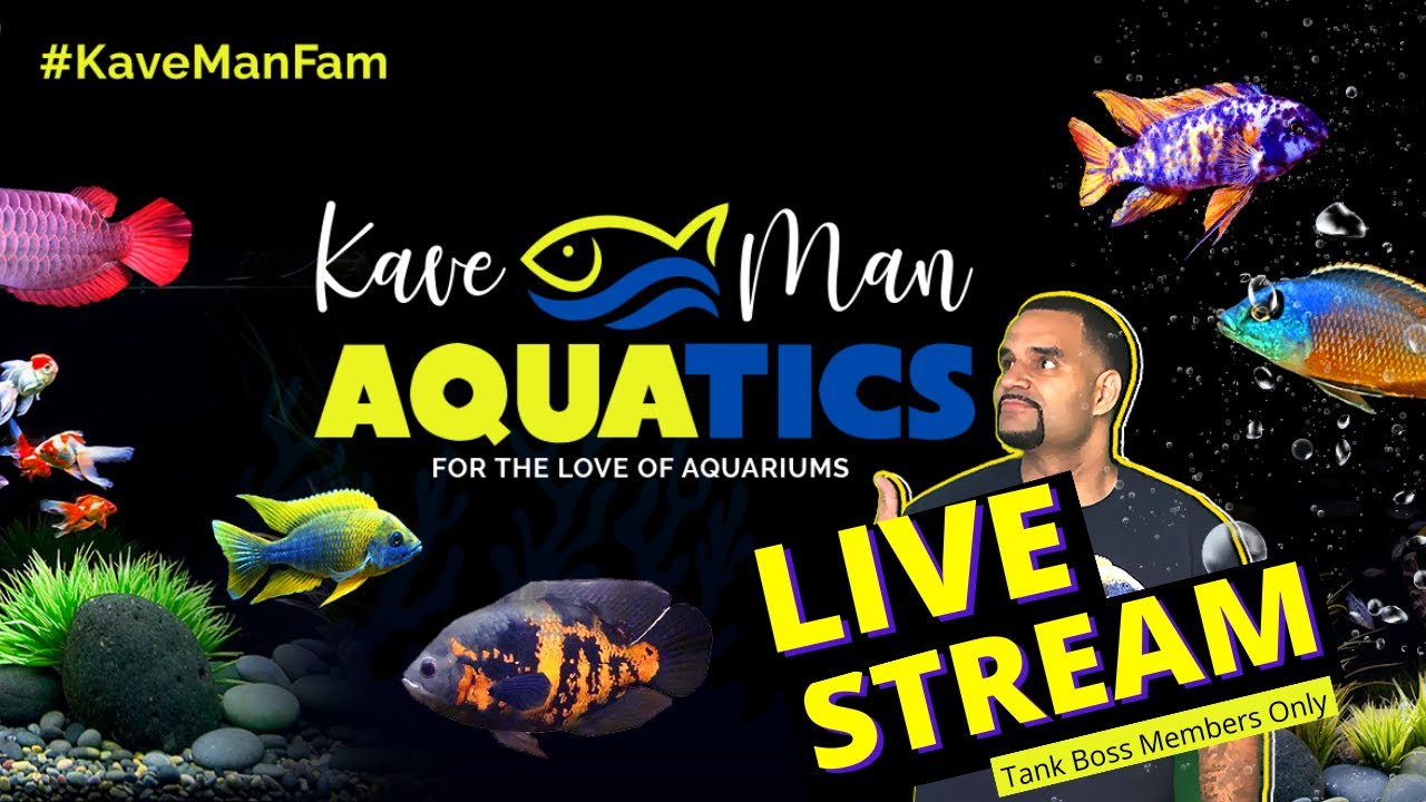 Big Announcement (And Details) for the future of KaveMan Aquatics ...