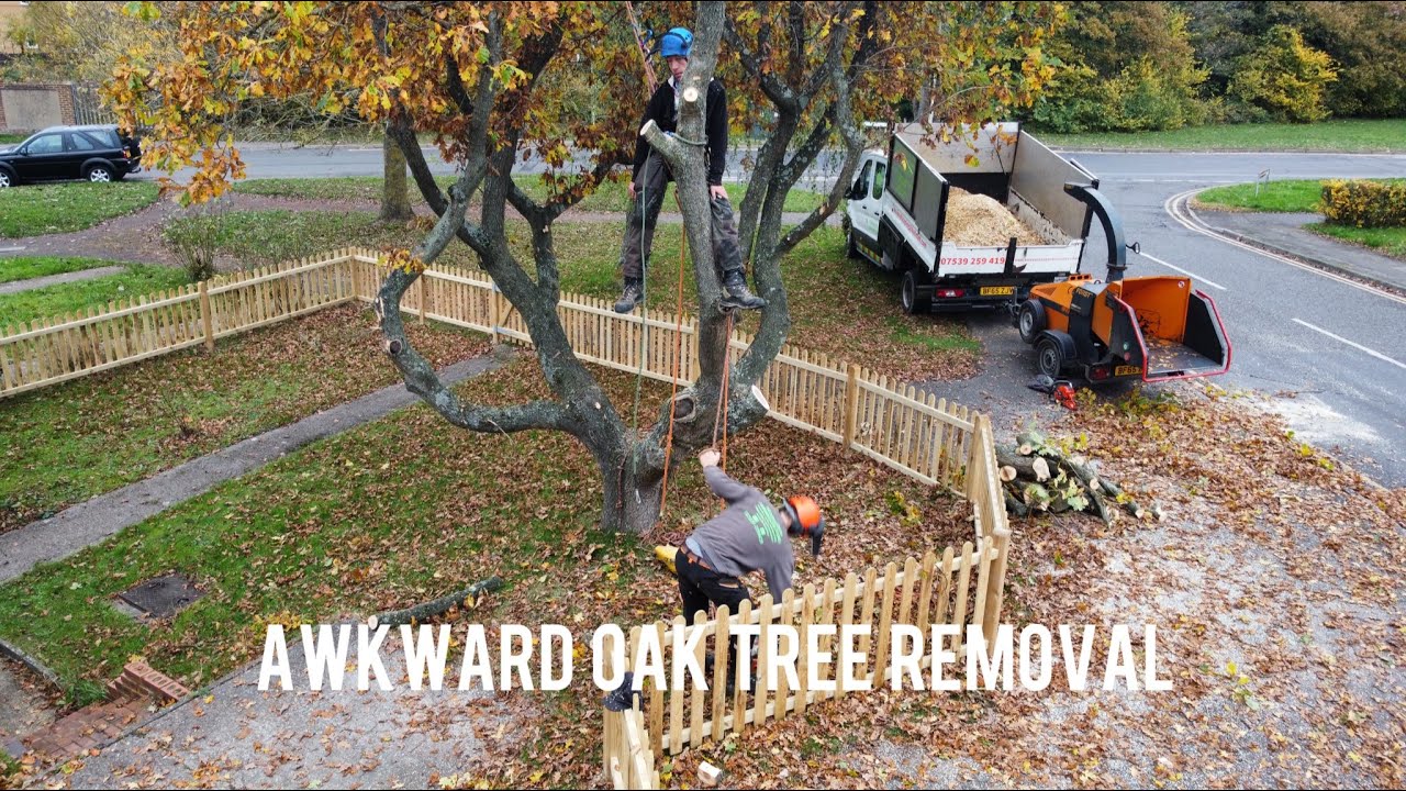 AWKWARD OAK TREE REMOVAL (did the new fence get smashed) - YouTube