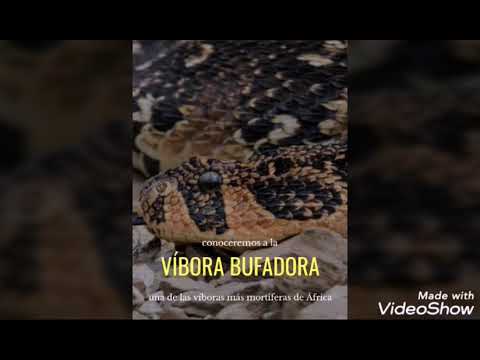 VÍBORA BUFADORA | Enciclopedia Animal | - YouTube