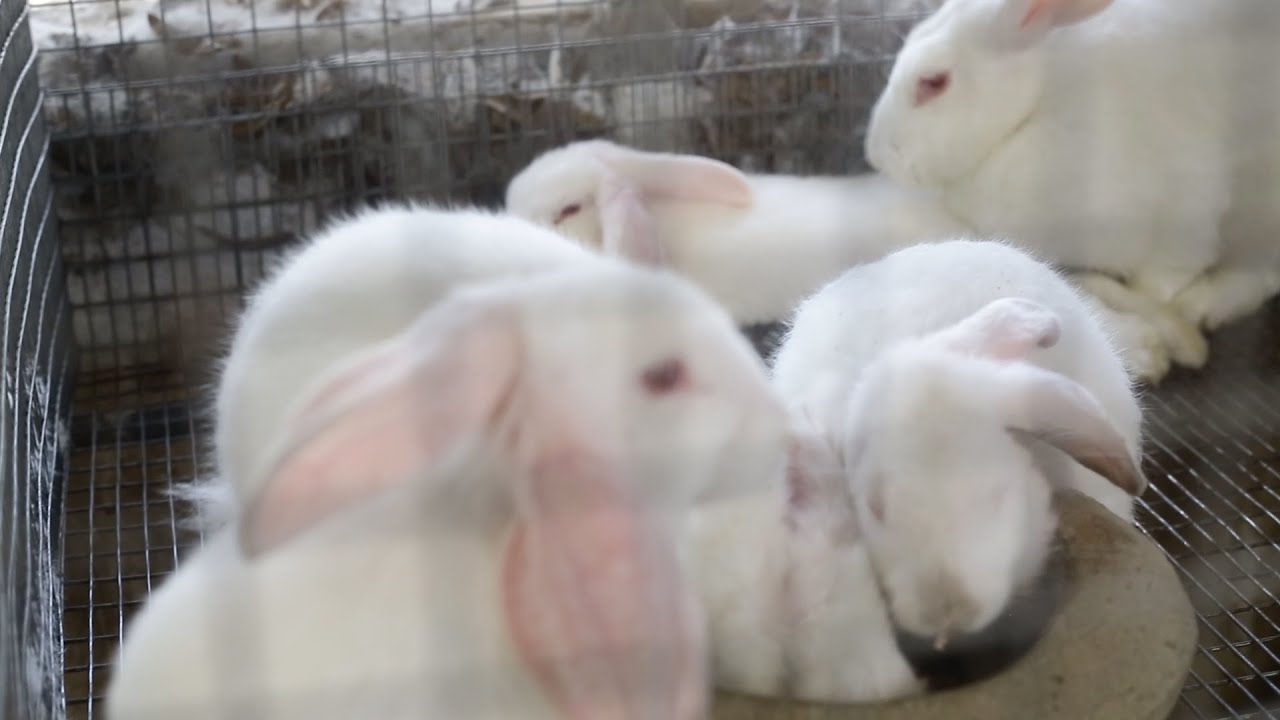 Farmer Brown Story 1 - Rabbit Farming - YouTube