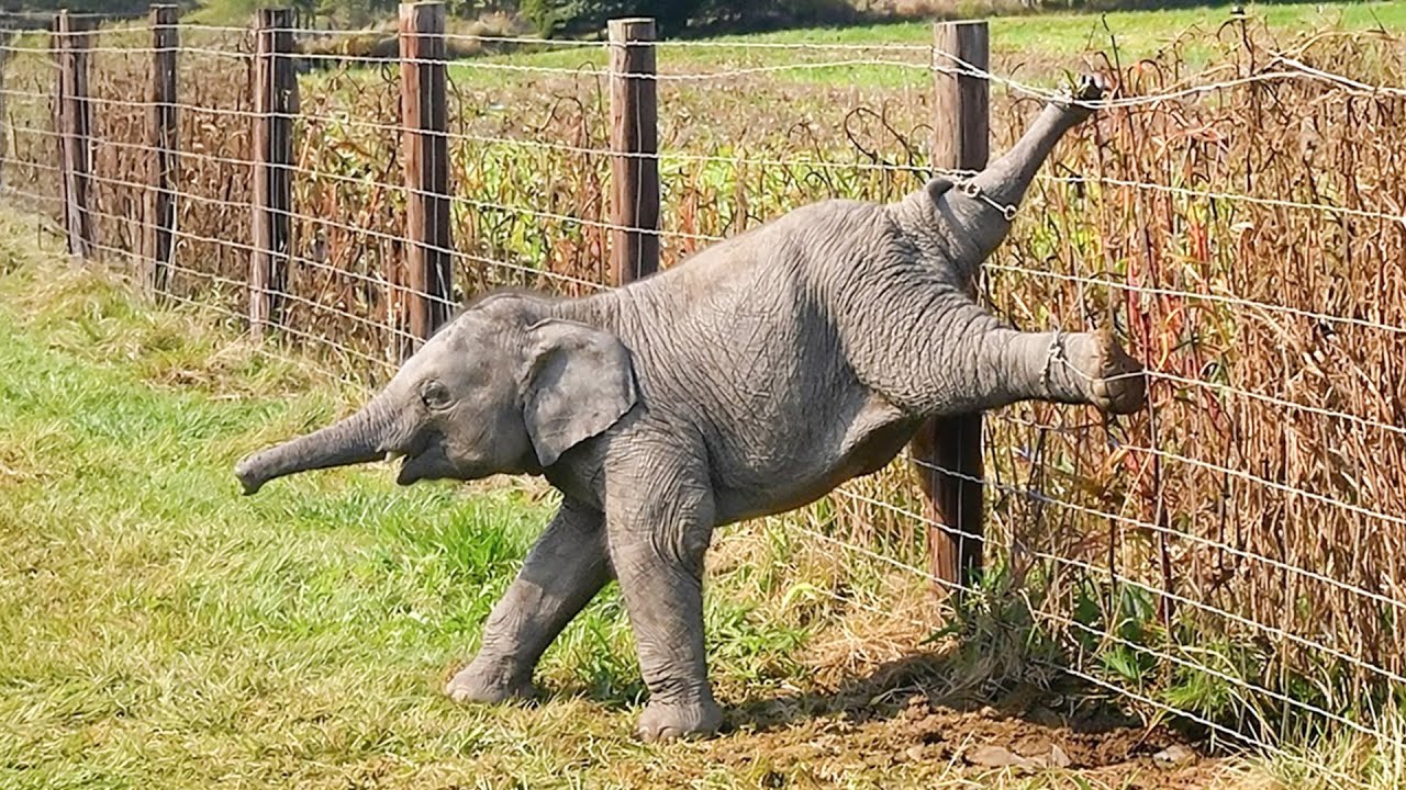 Rescuing a trapped baby elephant - YouTube