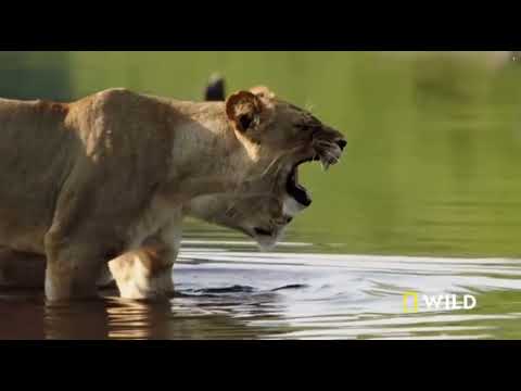 Mother of Lions Full Episode   Savage Kingdom 1