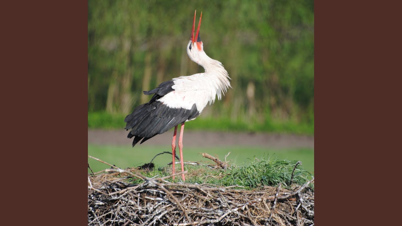 Bird sounds - Stork - YouTube
